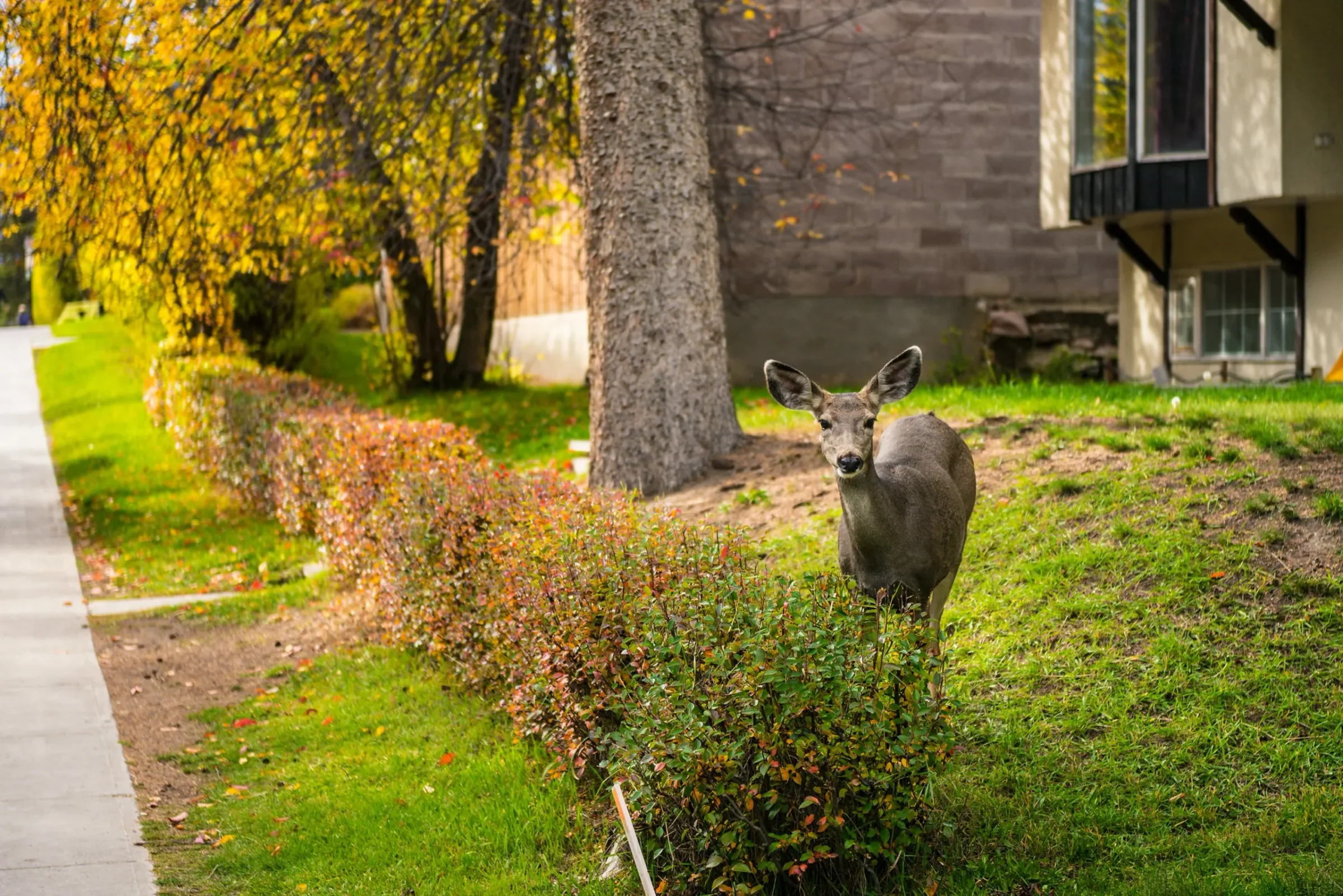 How To Properly Use Deer Repellent Spray | Eichenlaub Inc.