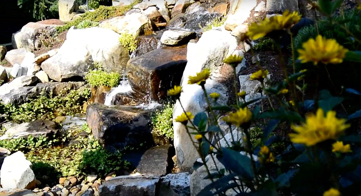 Why should you add plants to your water feature | Eichenlaub Inc.