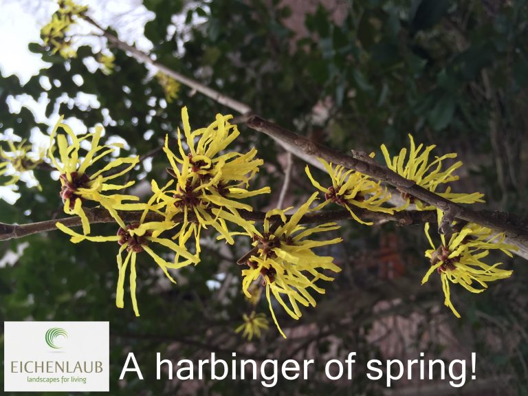 First plants to bloom in Spring | Eichenlaub Inc.