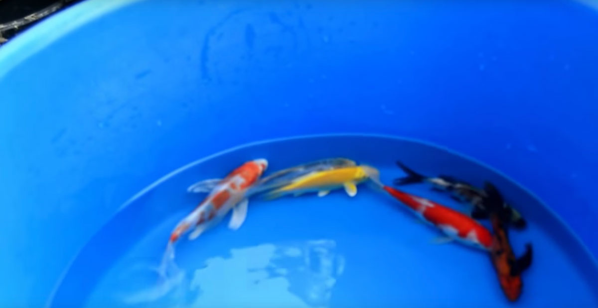 Selecting and adding fish to your water feature | Eichenlaub Inc.
