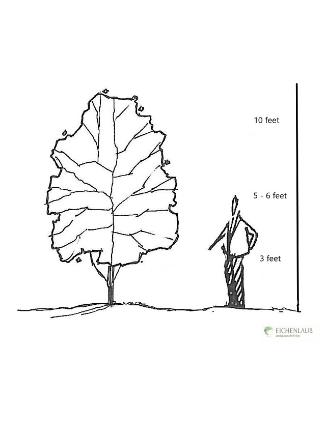 3 simple and effective steps for watering trees and shrubs in the ...