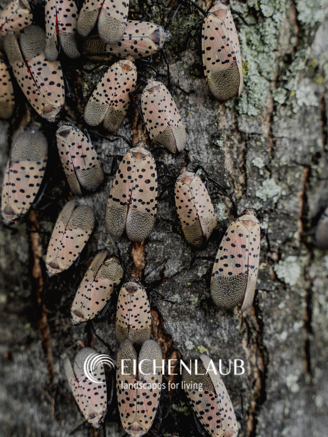 Spotted Lanternflies: What Are They? | Eichenlaub Inc.